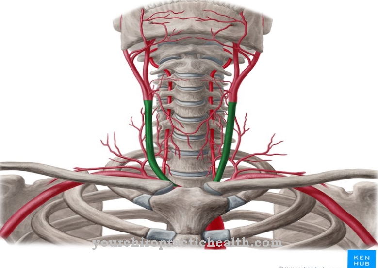 Anatomie Mésogastre