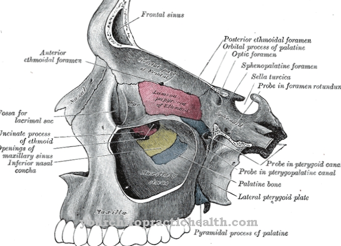 Fosse ptérygopalatine
