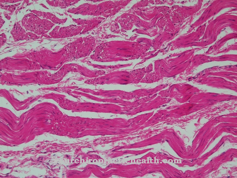 Musculature lisse