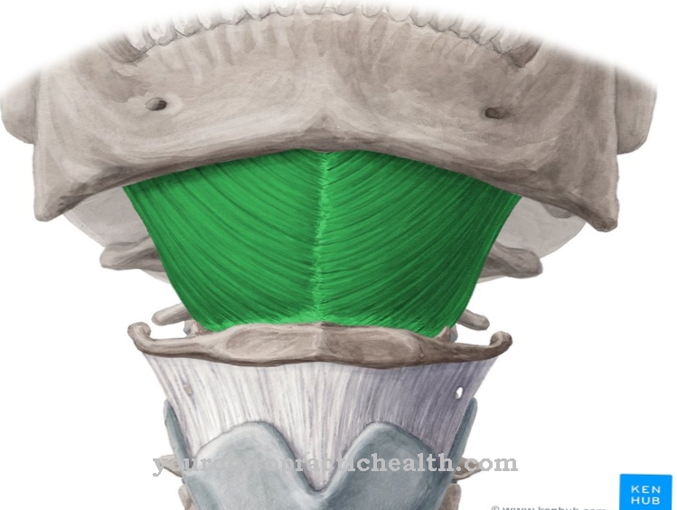 Muscle mylohyoïdien