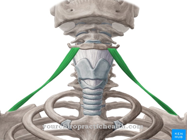 Muscle Omohyoïdeus