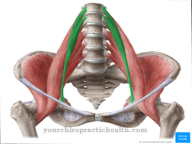 Músculo psoas menor