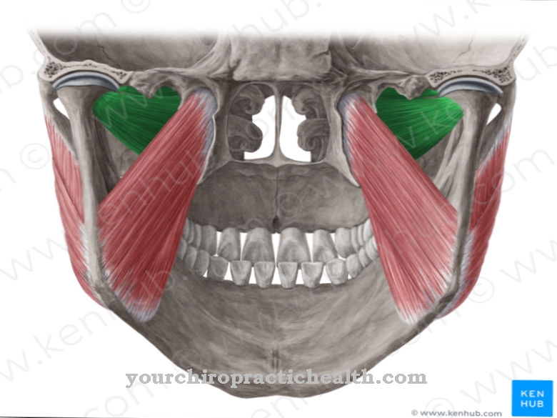 Muscle ptérygoïdien latéral