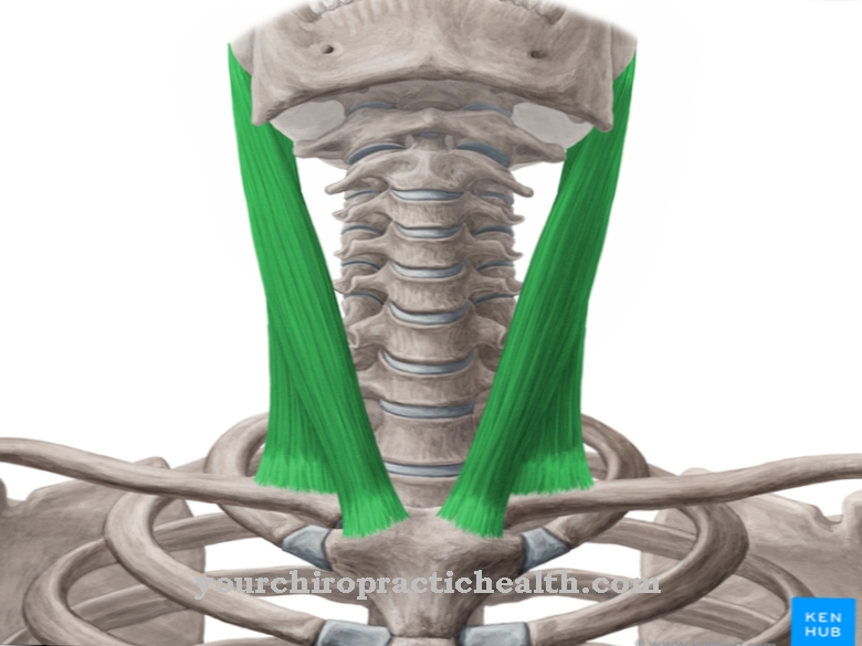 Muscle sternocléidomastoïdien