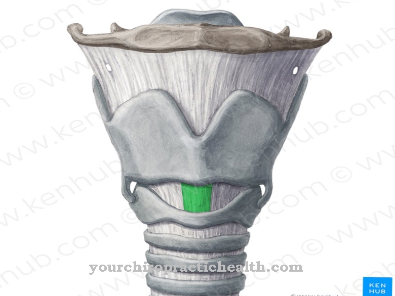 Cartilage cricoïde